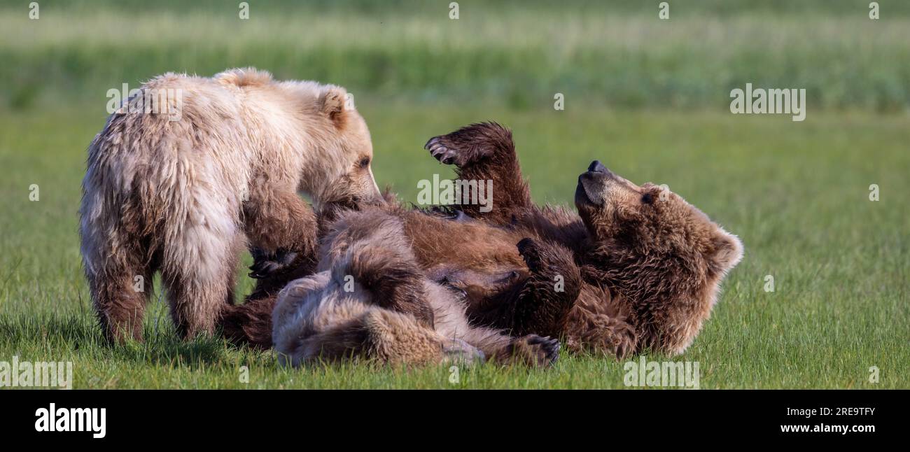 Female brown bear nursing cubs in meadow on Hallo Bay in Kattmai ... Female brown bear nursing cubs in meadow on Hallo Bay in Kattmai ...