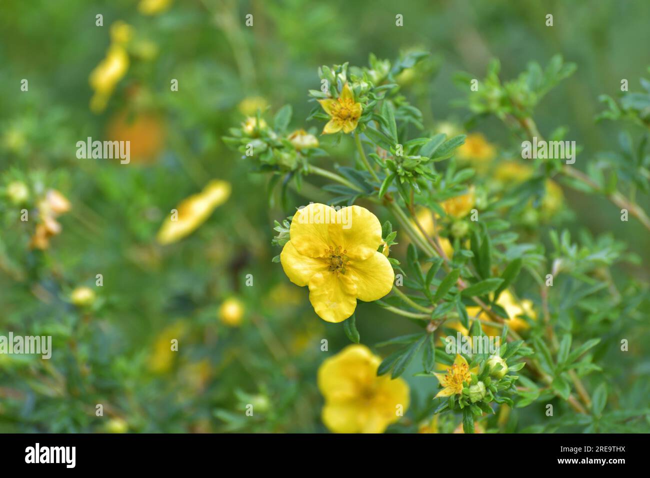 Common tormentil hi-res stock photography and images - Alamy