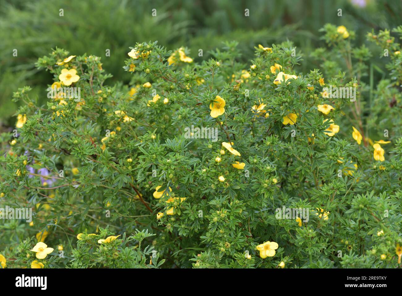 Tormentil or Potentilla erecta flower Stock Photo - Alamy