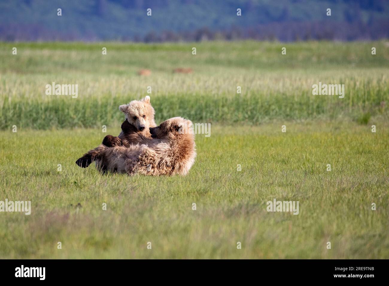 Two young coastal brown bears at play in grassy meadow on Hallo Bay in ...