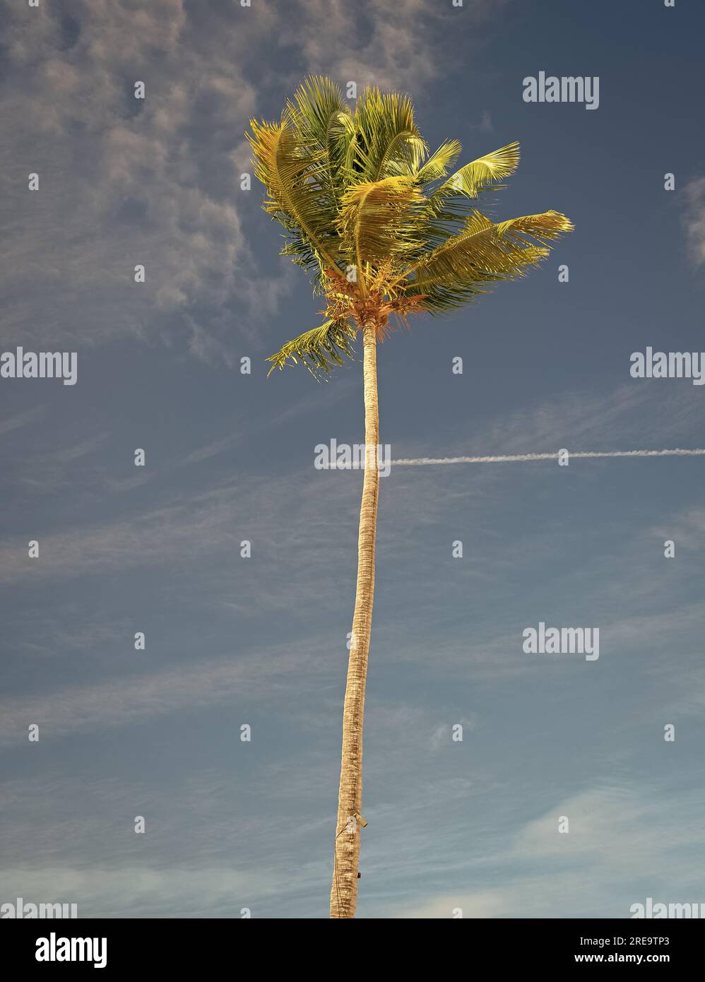 long tropical palm tree with leaves. tropical palm tree on sky ...