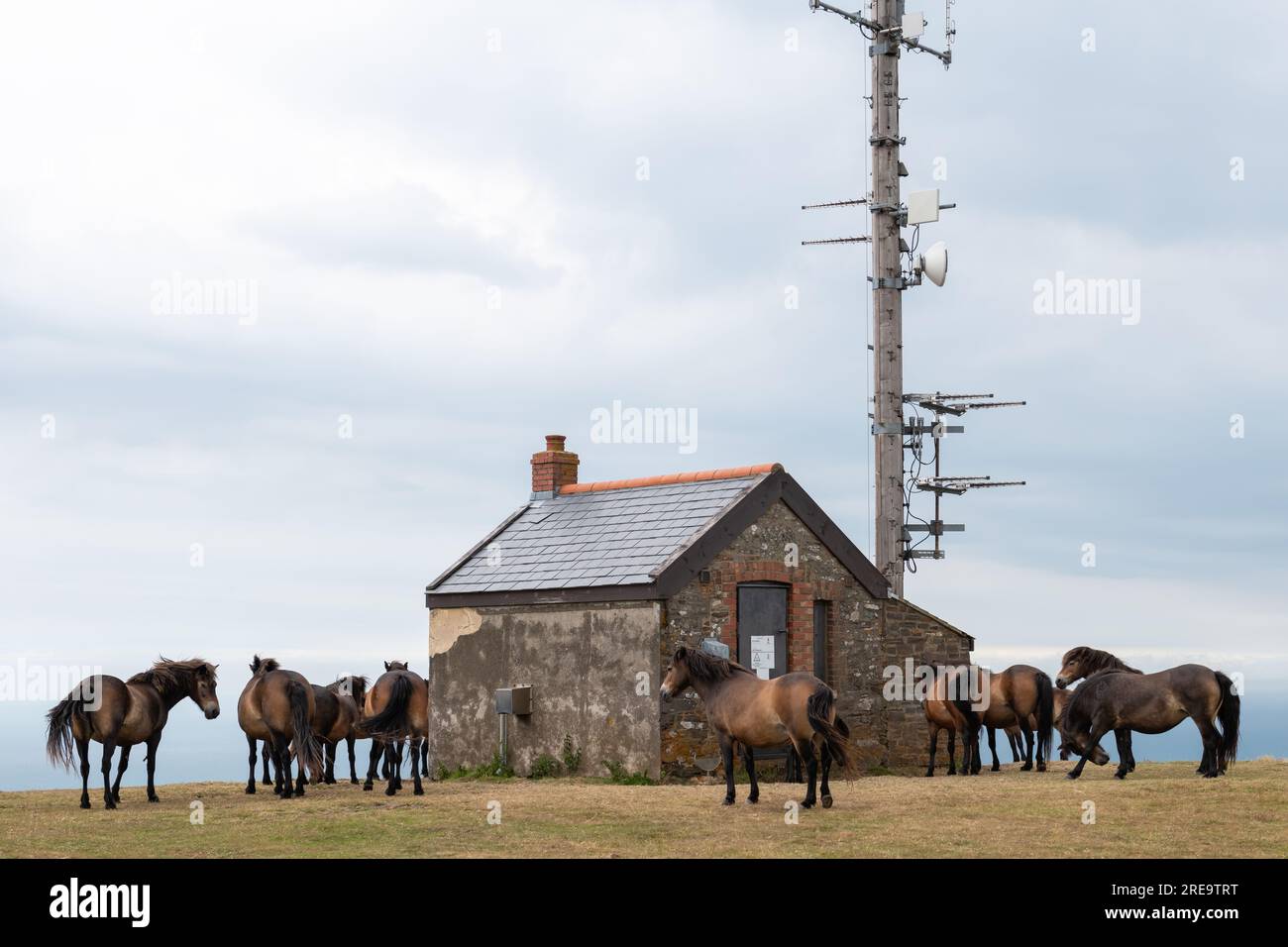 Exmoor ponies at the top of Countisbury Hill in Exmoor National Park ...