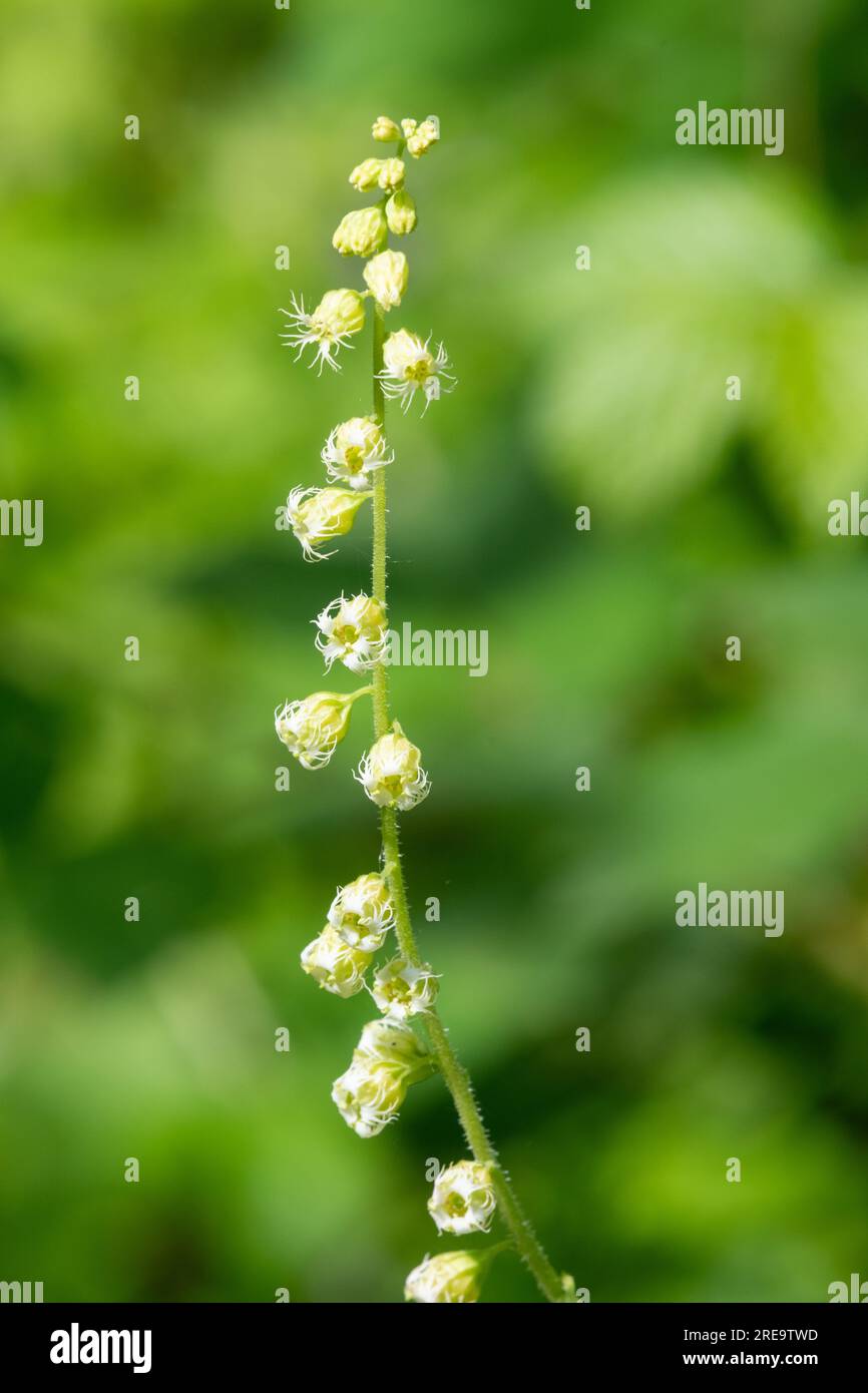 Herbacous flower hi-res stock photography and images - Alamy