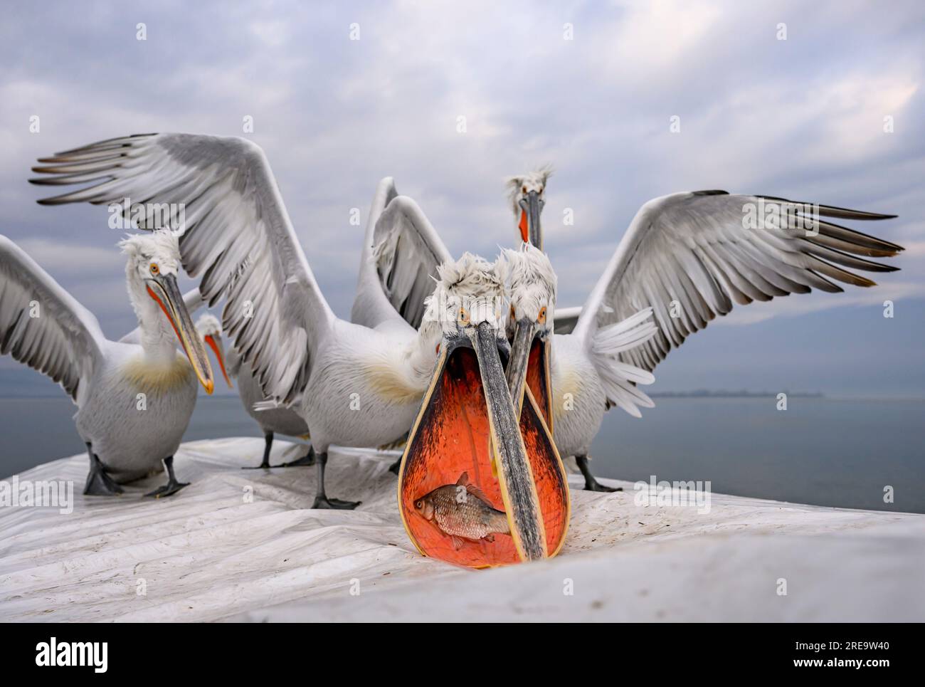 Open mouth fish hi-res stock photography and images - Alamy