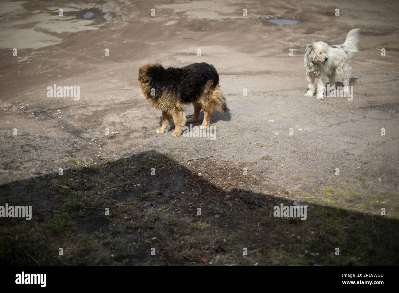 Two dogs on street. Homeless pet. Animals in city. Abandoned dogs Stock ...