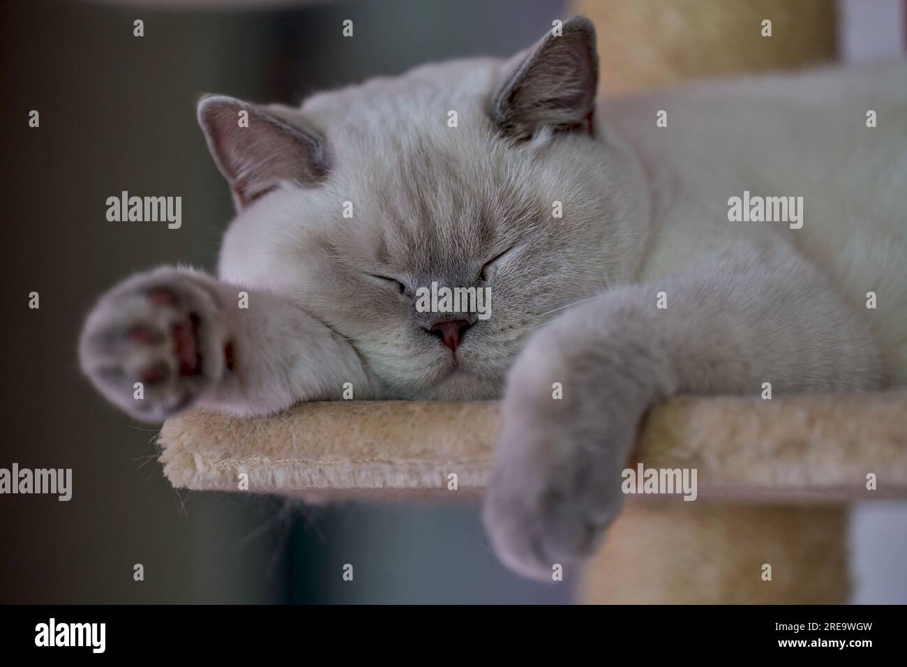 British shorthair cat catkin colorpoint colourpoint creamy sleeping ...