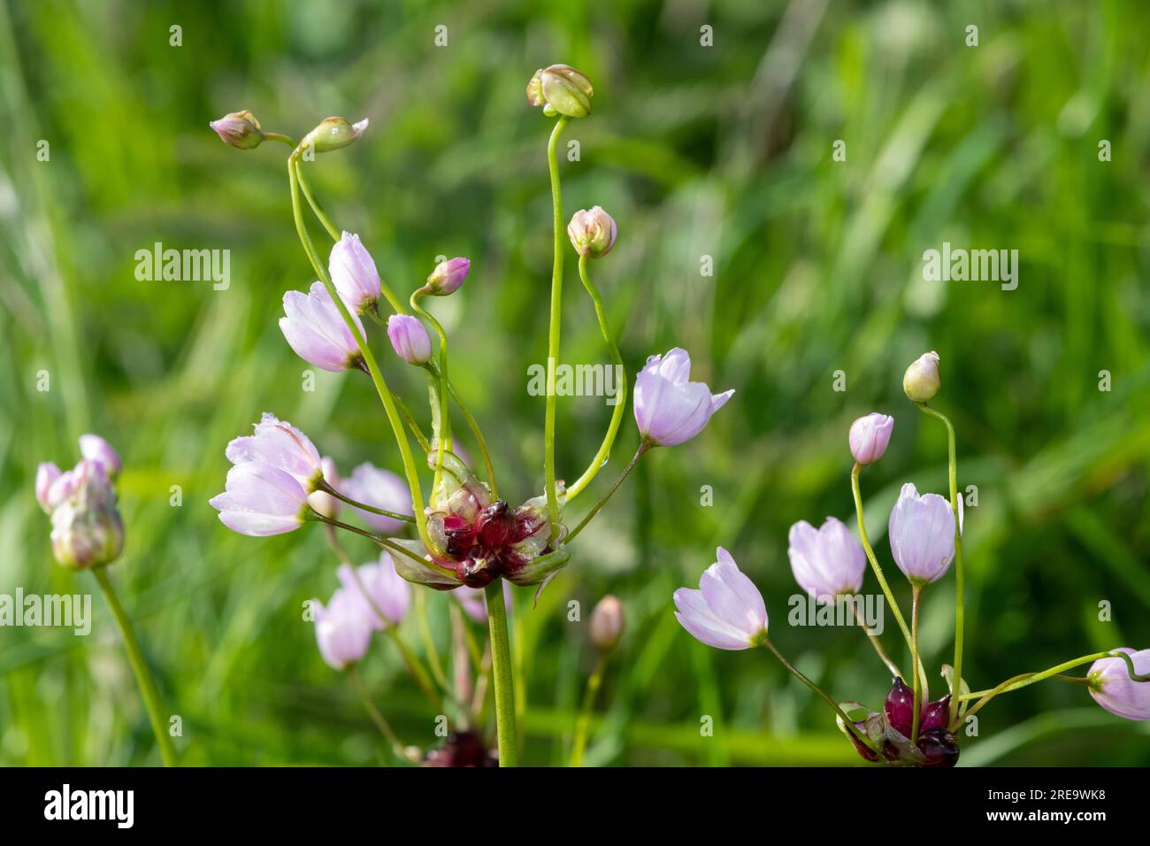 Close up of rosy garlic (allium roseum) flowers in bloom Stock Photo ...