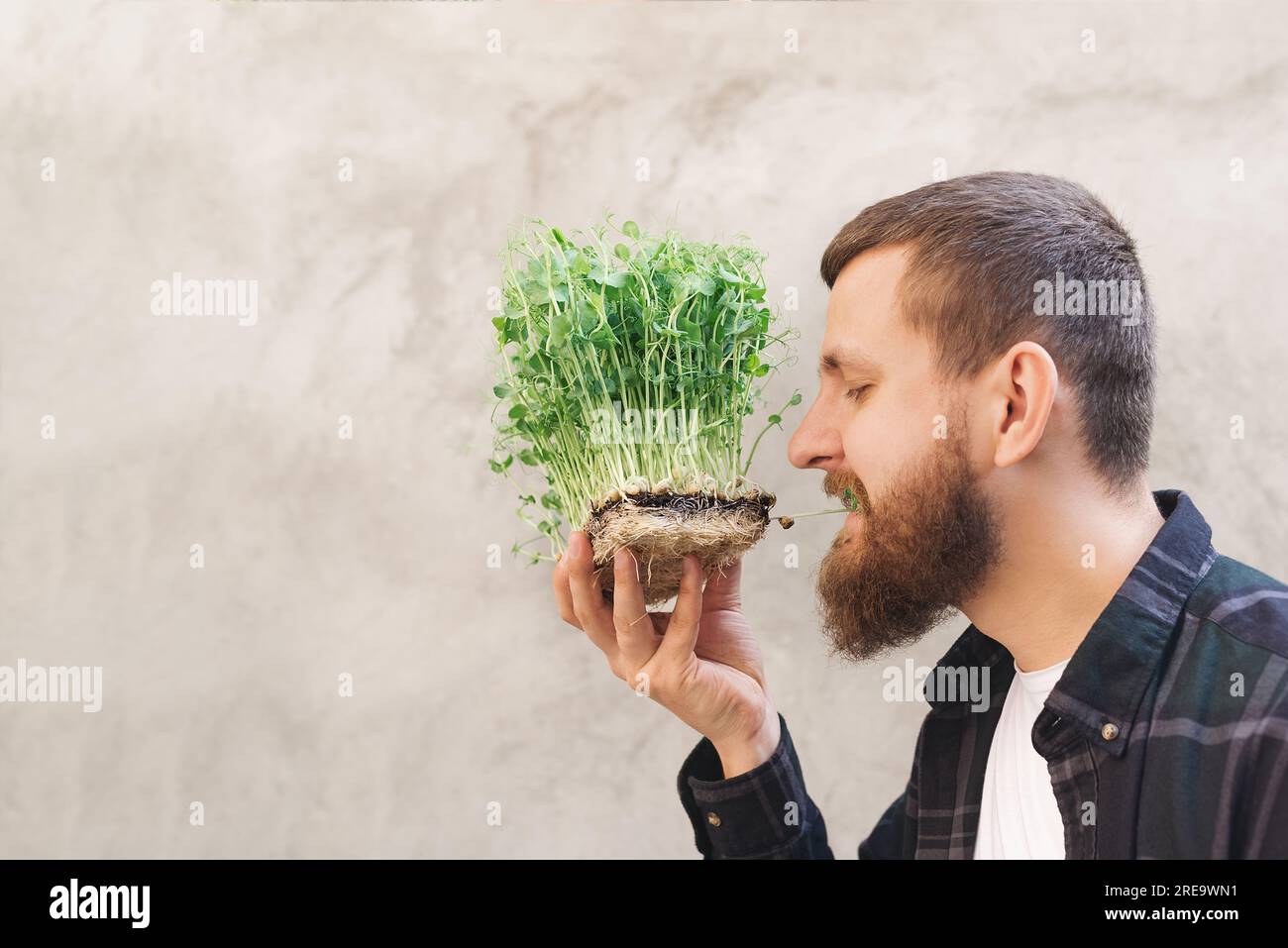Man holding micro green pea in his hands and biting off one stem ...