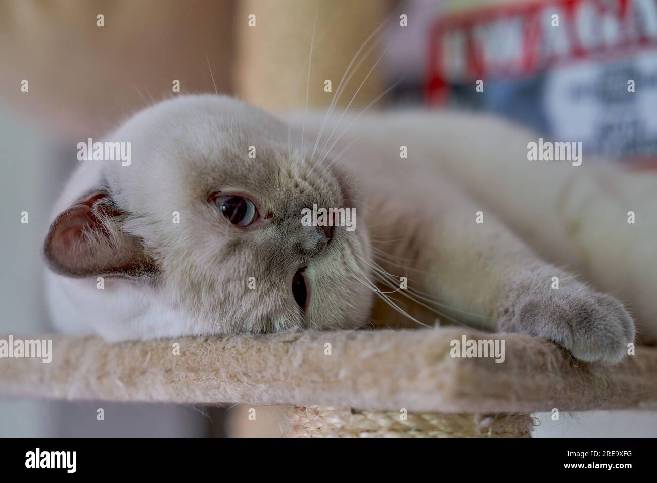 British shorthair cat catkin colorpoint colourpoint creamy Stock Photo ...