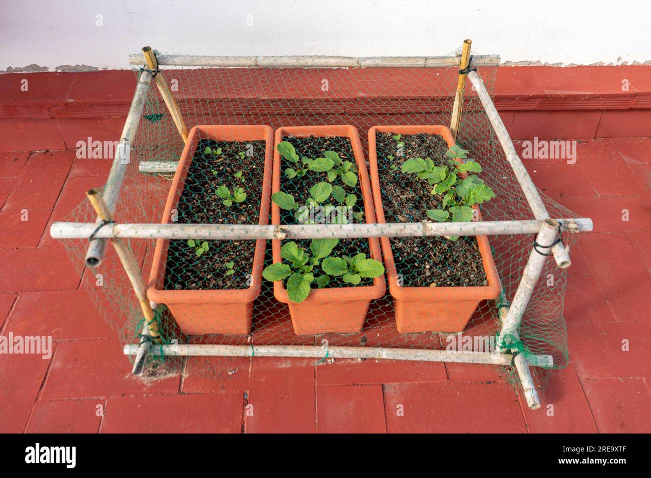 Organic crops in plastic pots in the urban garden on the terrace of the ...