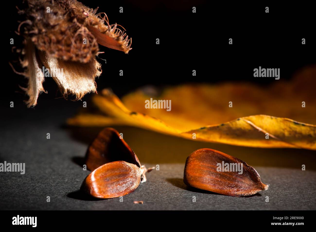 Still life with a burst beechnut pod and withered leaf on a dark studio ...