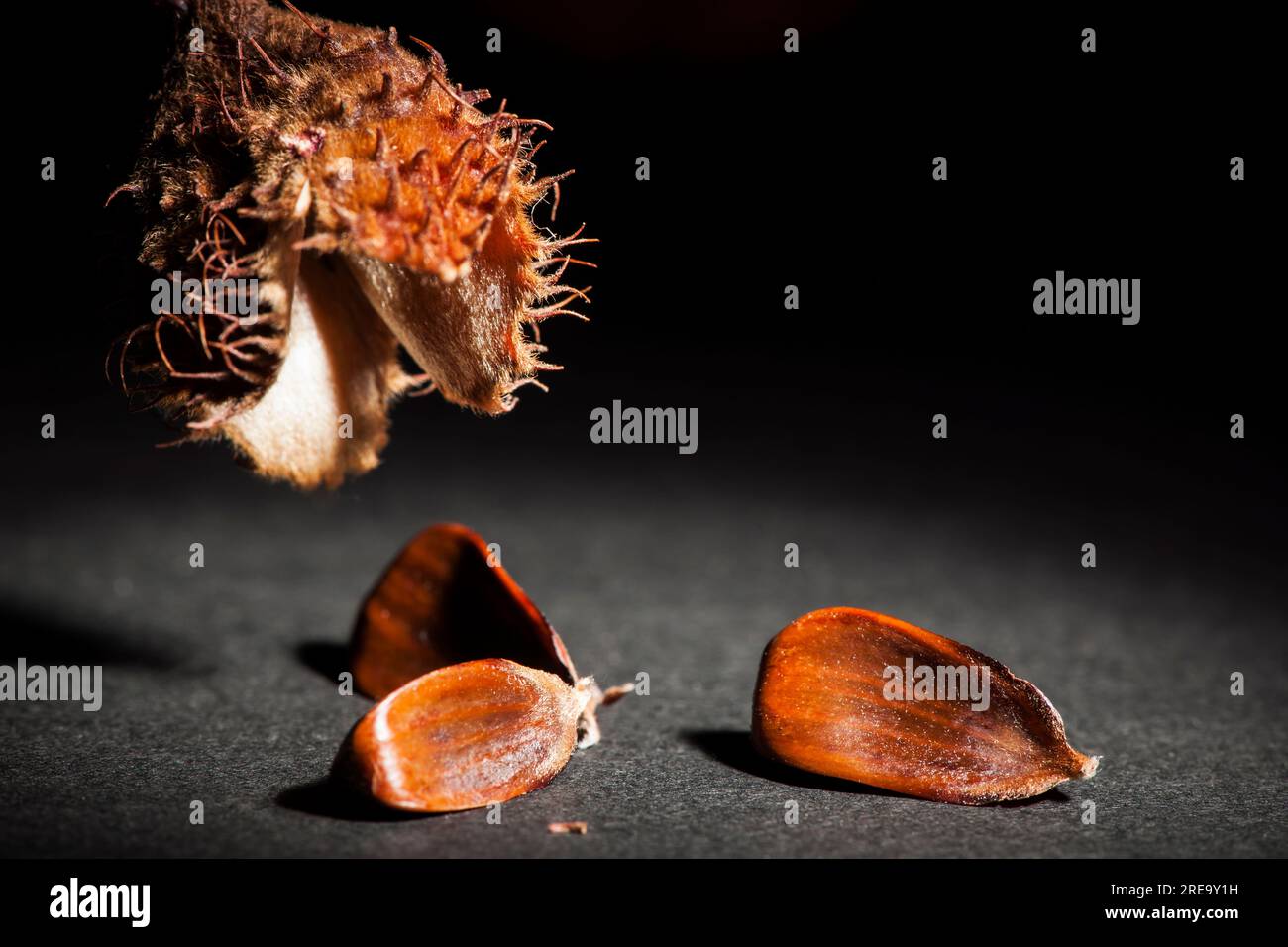 Still life with a burst beechnut pod on a dark studio background Stock ...