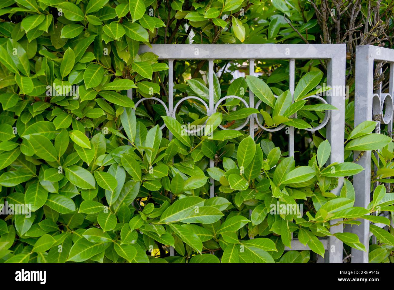 Close up partial view of wrought iron steel metal garden fence gate ...