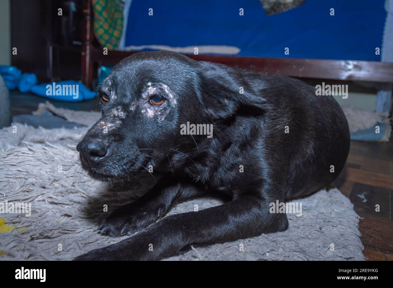 dog with black hair and eyes bruised by an infection,sad cahorro Stock ...