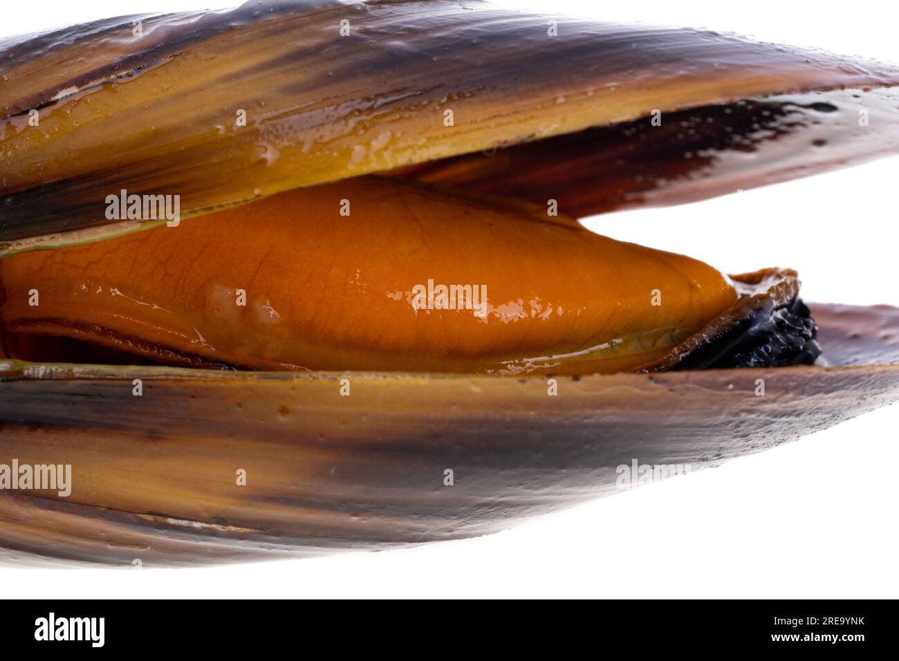 mussels isolated on white background Stock Photo - Alamy