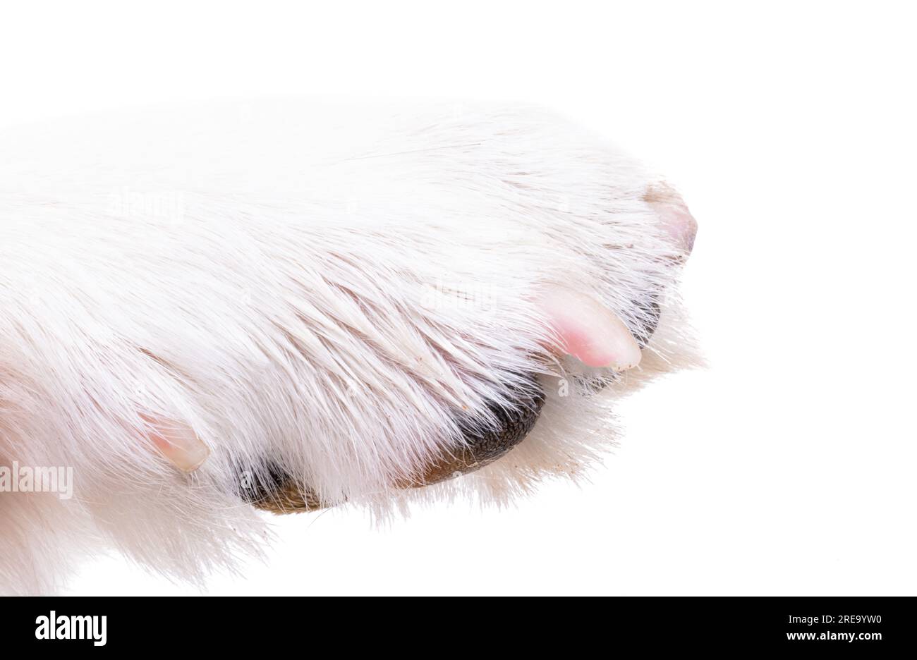 dog paw close up, macro Stock Photo - Alamy