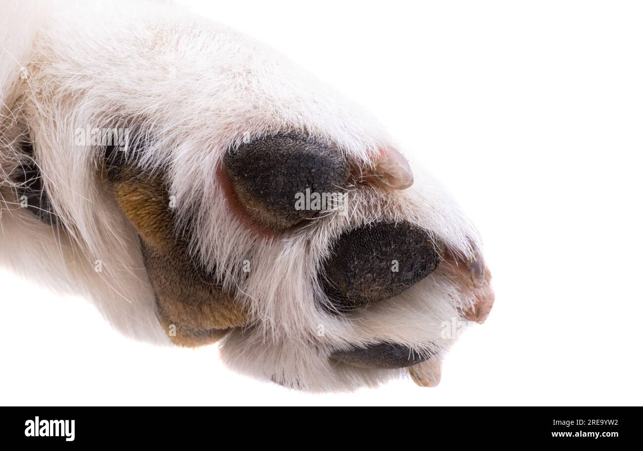 dog paw close up, macro Stock Photo - Alamy