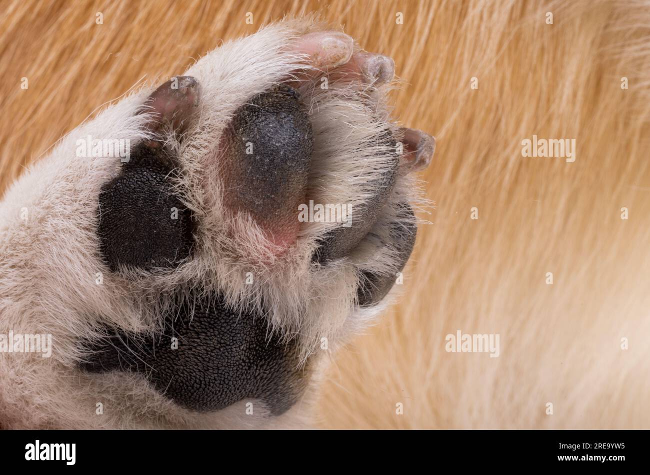 Dog paw close up macro hi-res stock photography and images - Alamy