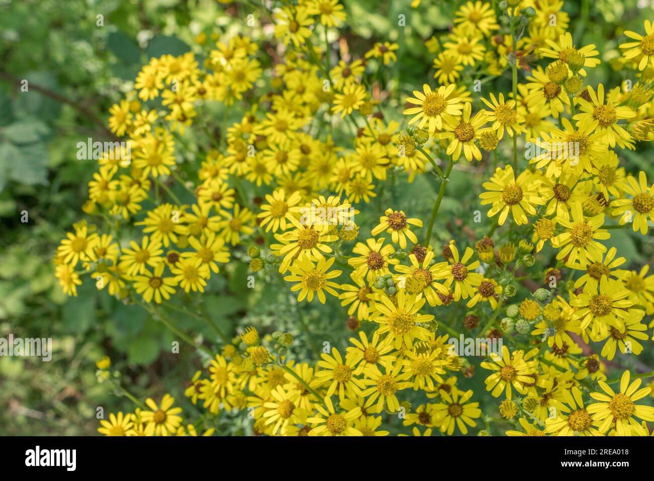 Believed to be the common Ragwort / Senecio vulgaris, Senecio jacobaea ...