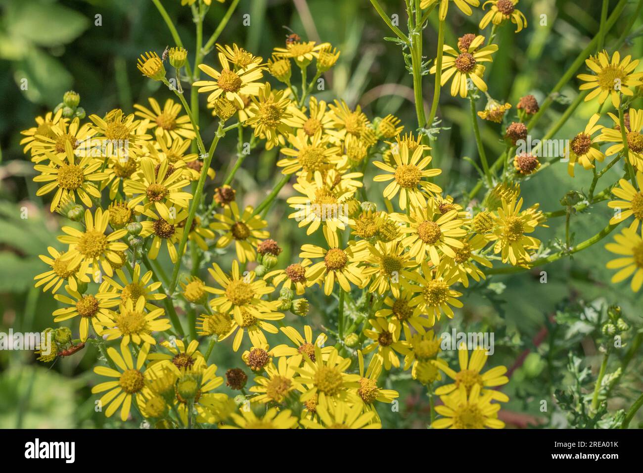 Believed to be the common Ragwort / Senecio vulgaris, Senecio jacobaea ...