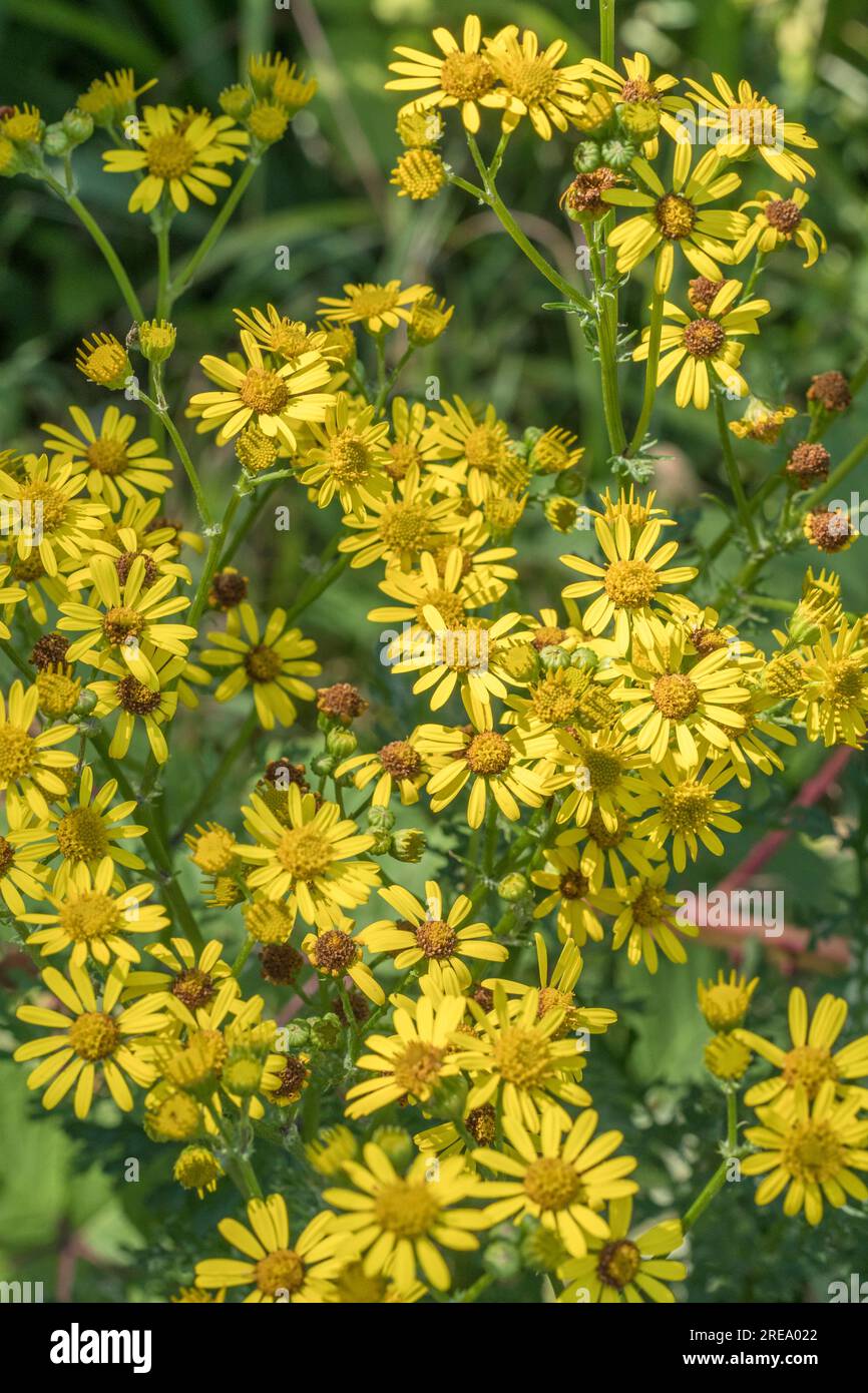Believed to be the common Ragwort / Senecio vulgaris, Senecio jacobaea ...