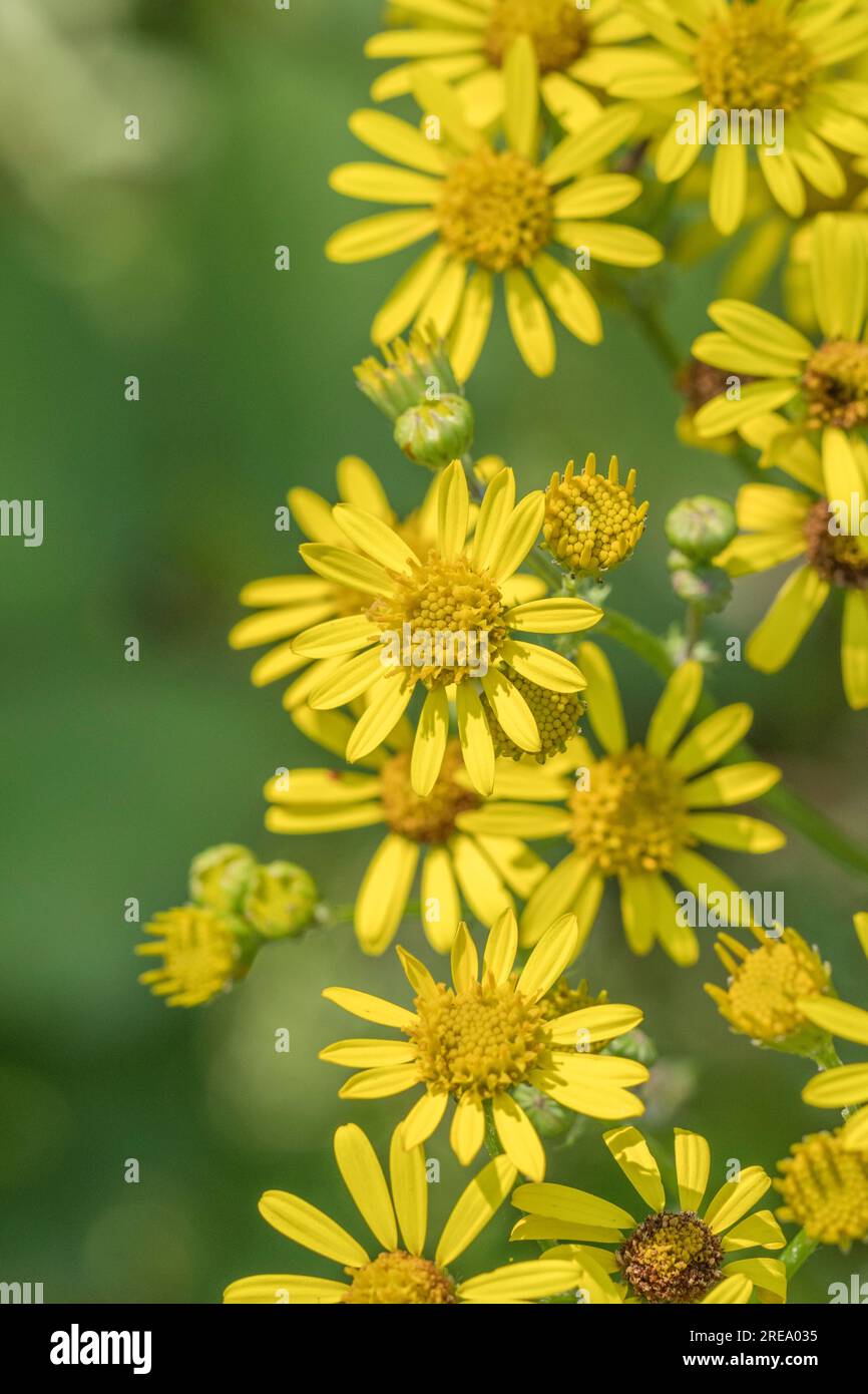 Believed to be the common Ragwort / Senecio vulgaris, Senecio jacobaea ...