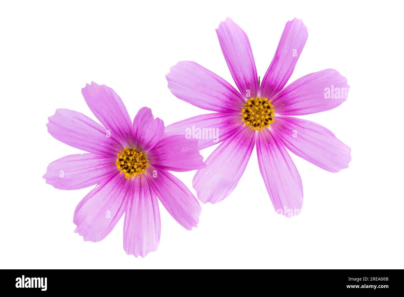 cosmea flower isolated on white background Stock Photo - Alamy