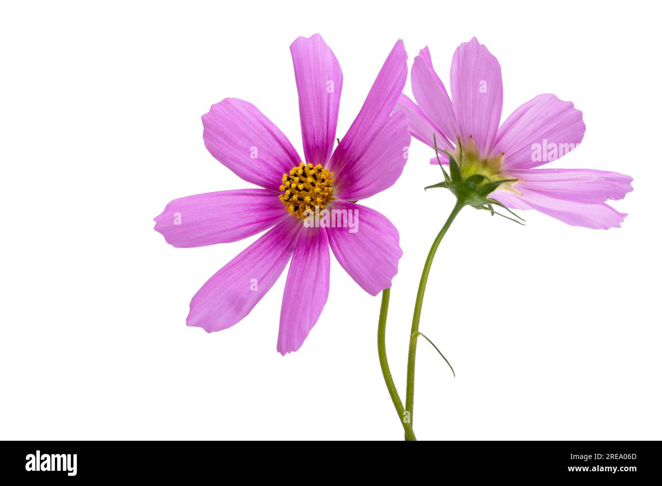 cosmea flower isolated on white background Stock Photo - Alamy