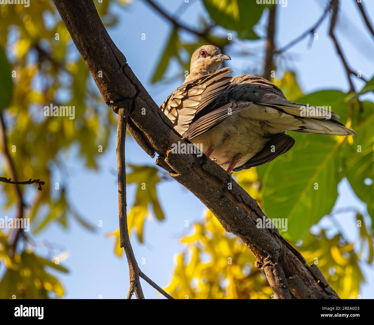A Spotted Dove looking back on a tree Stock Photo - Alamy