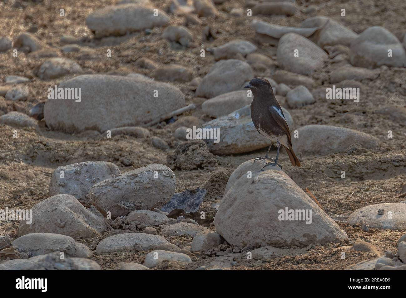 Juvenile stone chat hi-res stock photography and images - Alamy