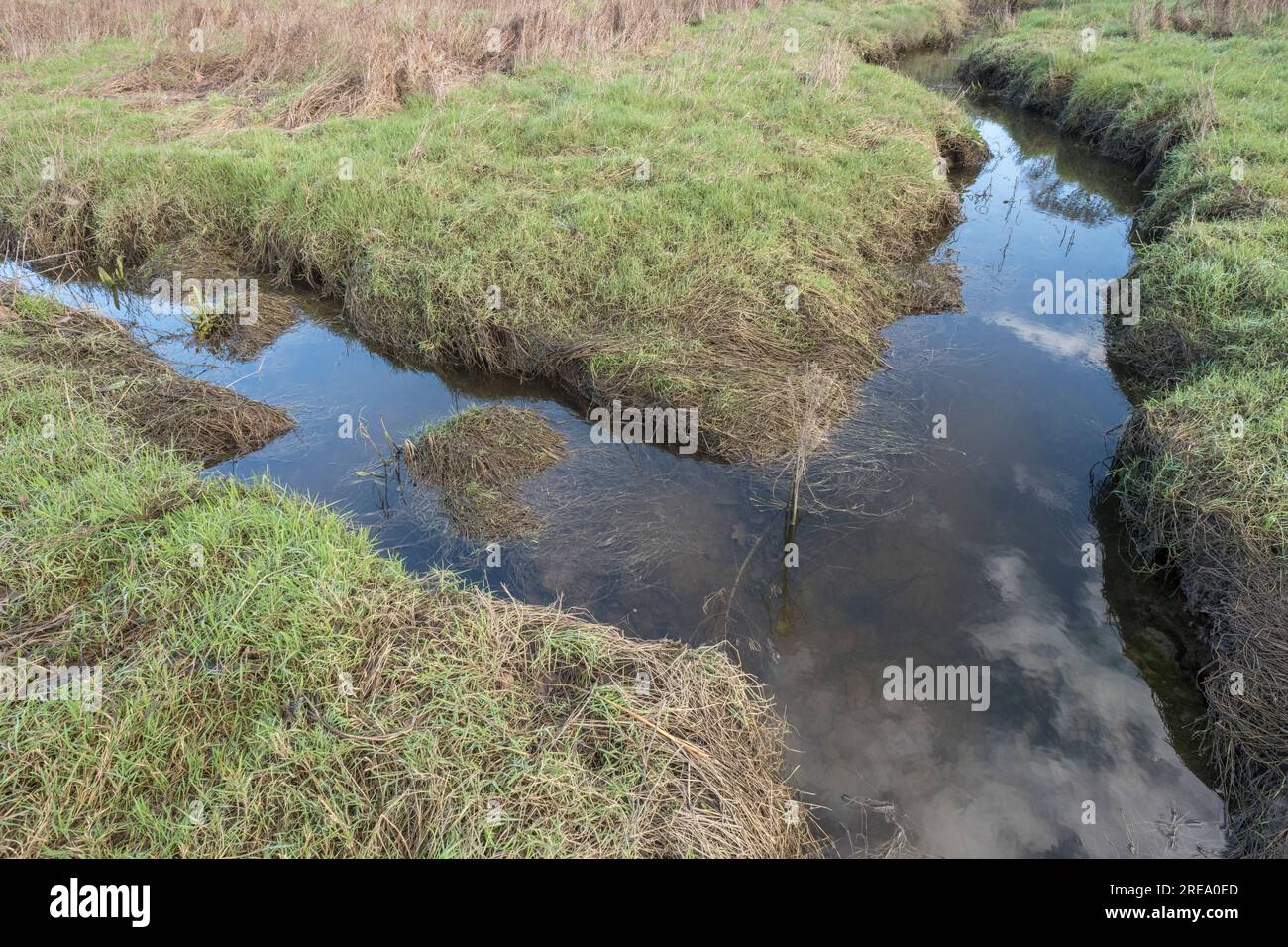 Two salt marsh tidal channel or creeks on an estuarine tidal marsh ...