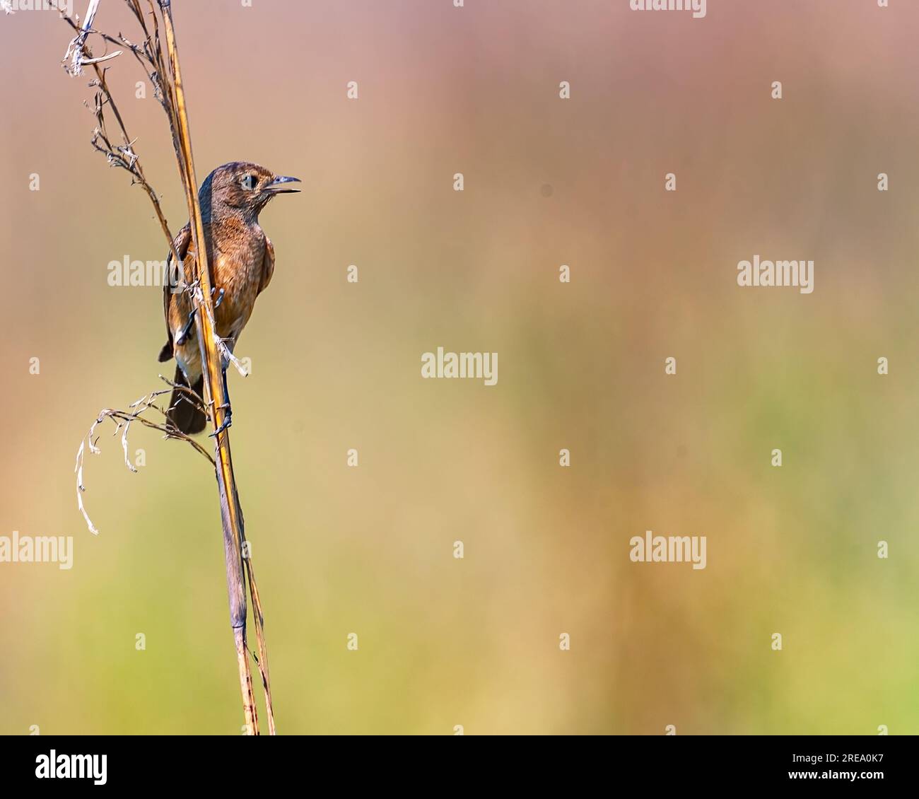 A Bush chat calling from a branch Stock Photo - Alamy