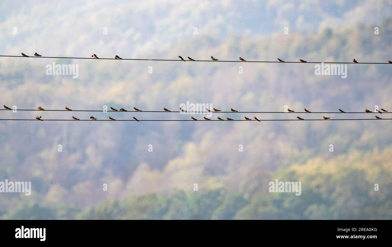 Flock of tree swallow hi-res stock photography and images - Alamy