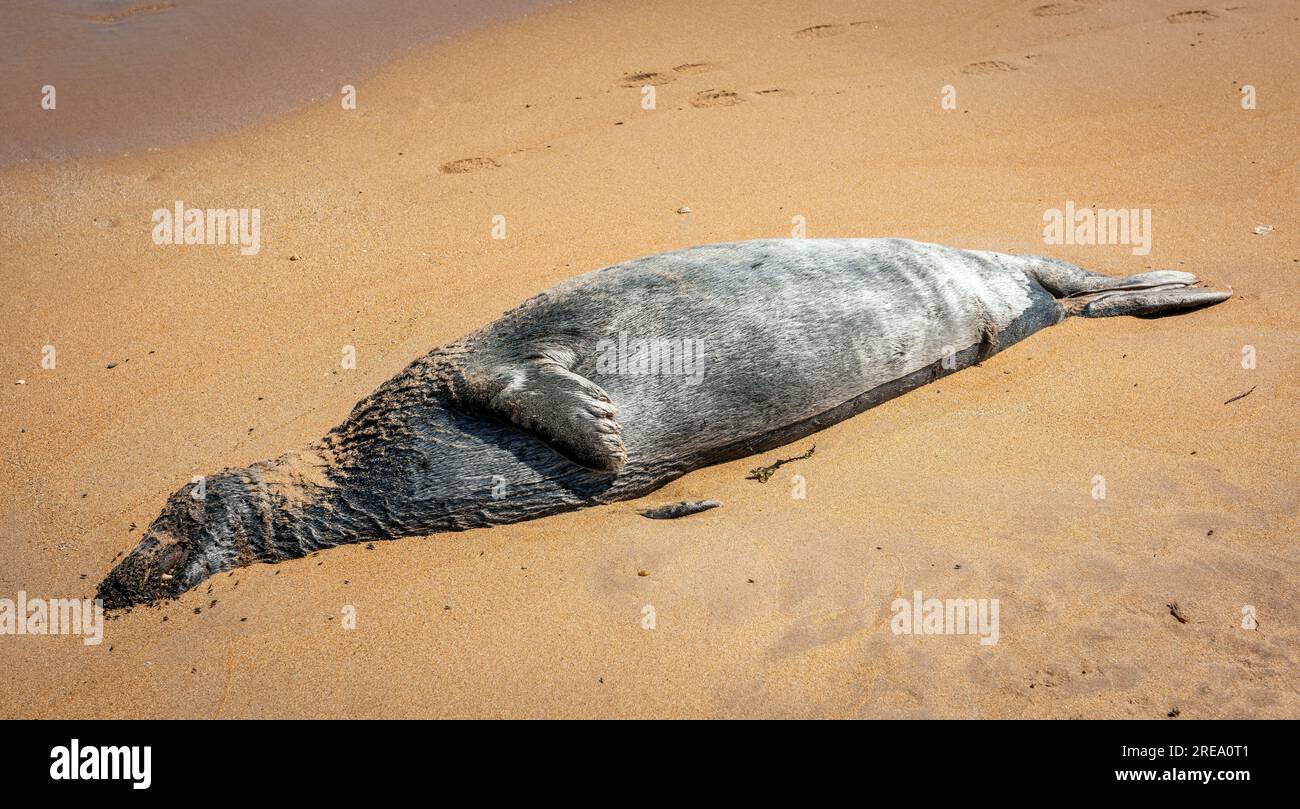 A dead seal washed up on the beach at Low Newton-by-the-Sea in Embleton ...