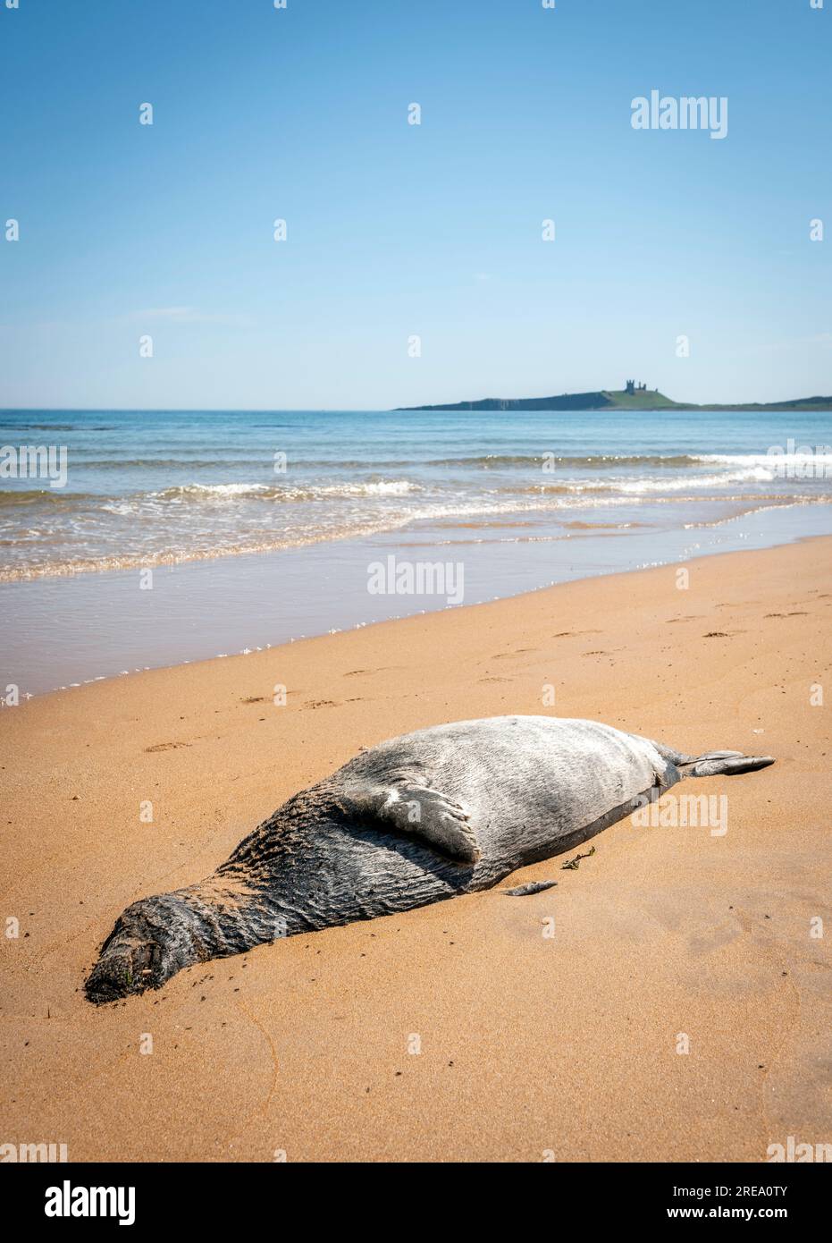 A dead seal washed up on the beach at Low Newton-by-the-Sea in Embleton ...