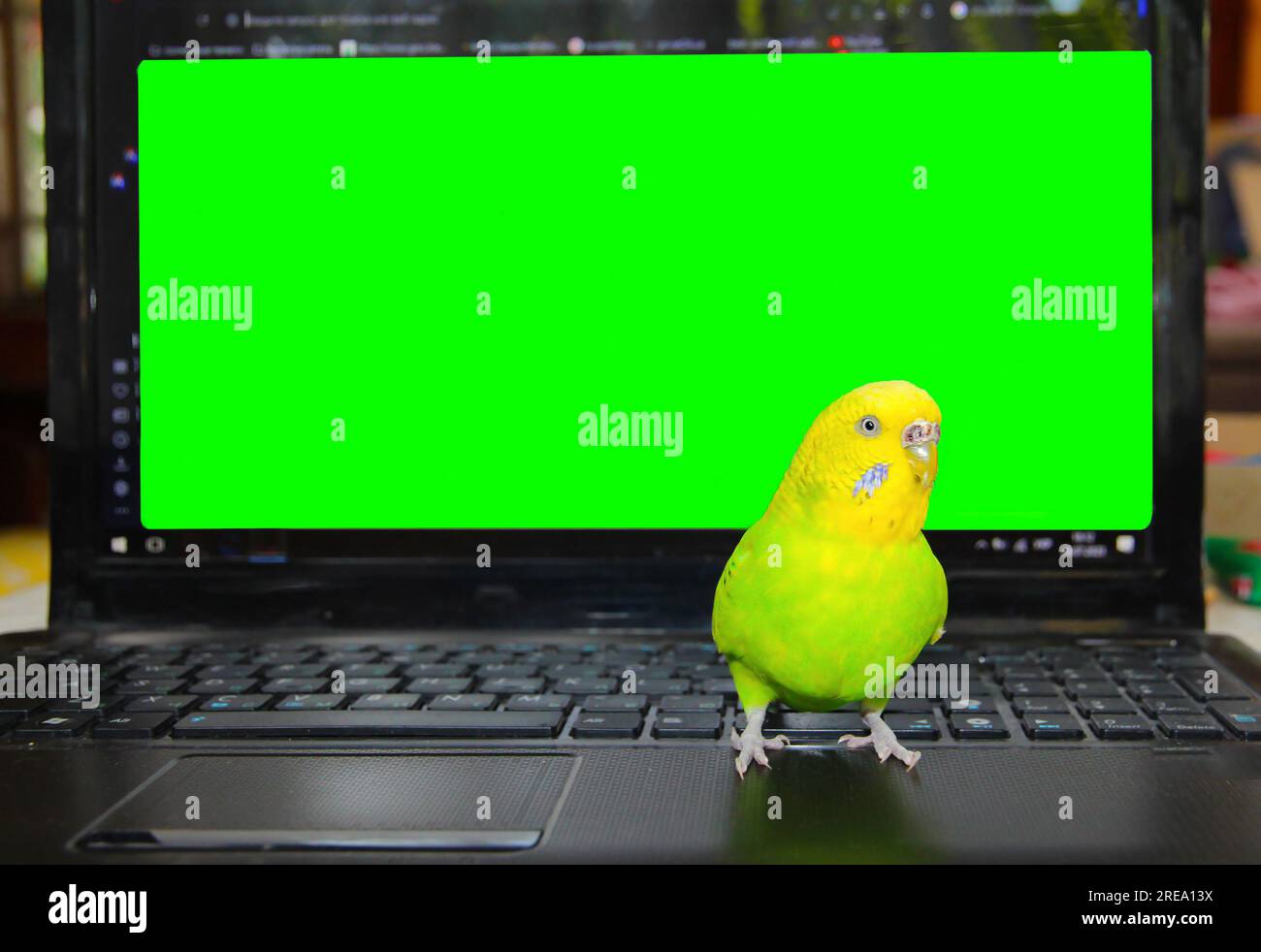 Chroma key wing hi-res stock photography and images - Alamy