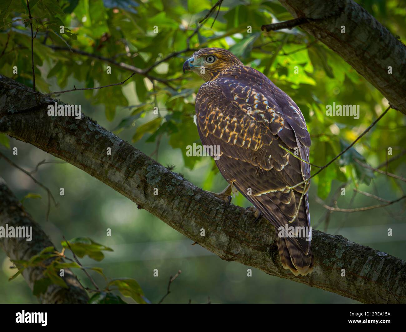 Red-tailed hawk (Buteo jamaicensis) perched on an oak tree branch Stock ...