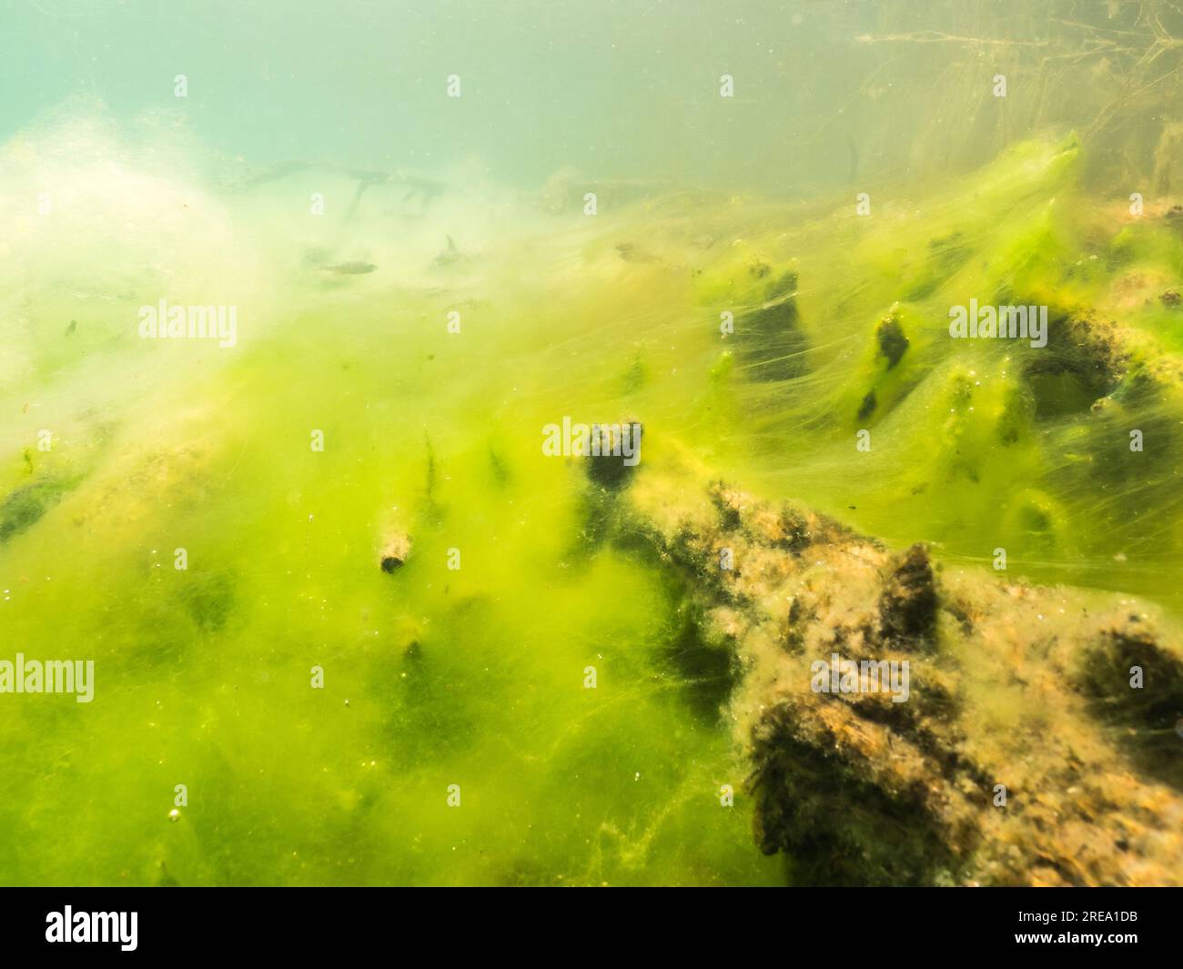 Green layer of filamentous algae over lake bottom Stock Photo - Alamy