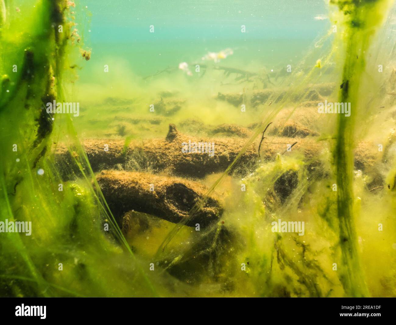 Filamentous algae hi-res stock photography and images - Alamy