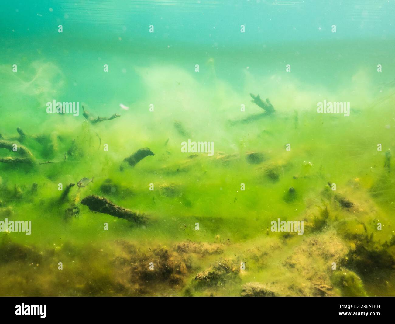 Lake bottom covered by green algae Stock Photo - Alamy