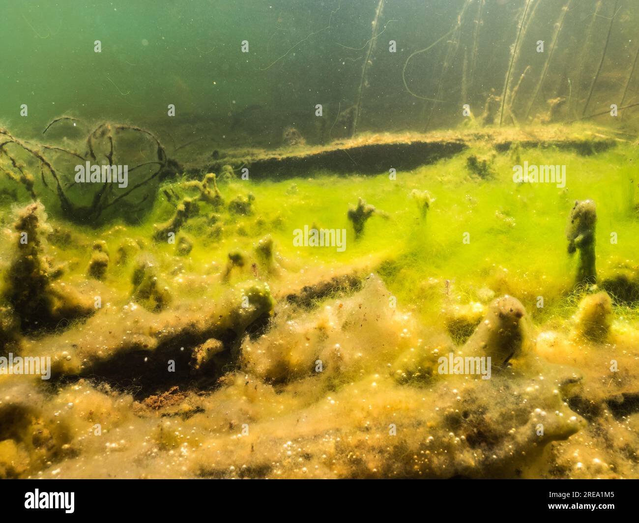 Filamentous algae hi-res stock photography and images - Alamy
