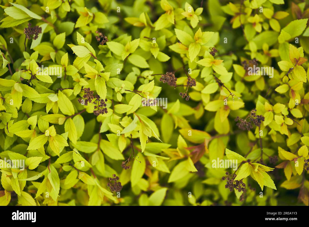 Homogeneous background of leaves of the Japanese spirea shrub. An ...