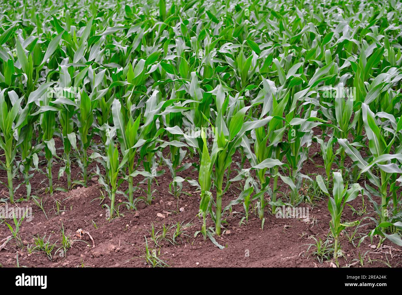 Growing maize hi-res stock photography and images - Alamy