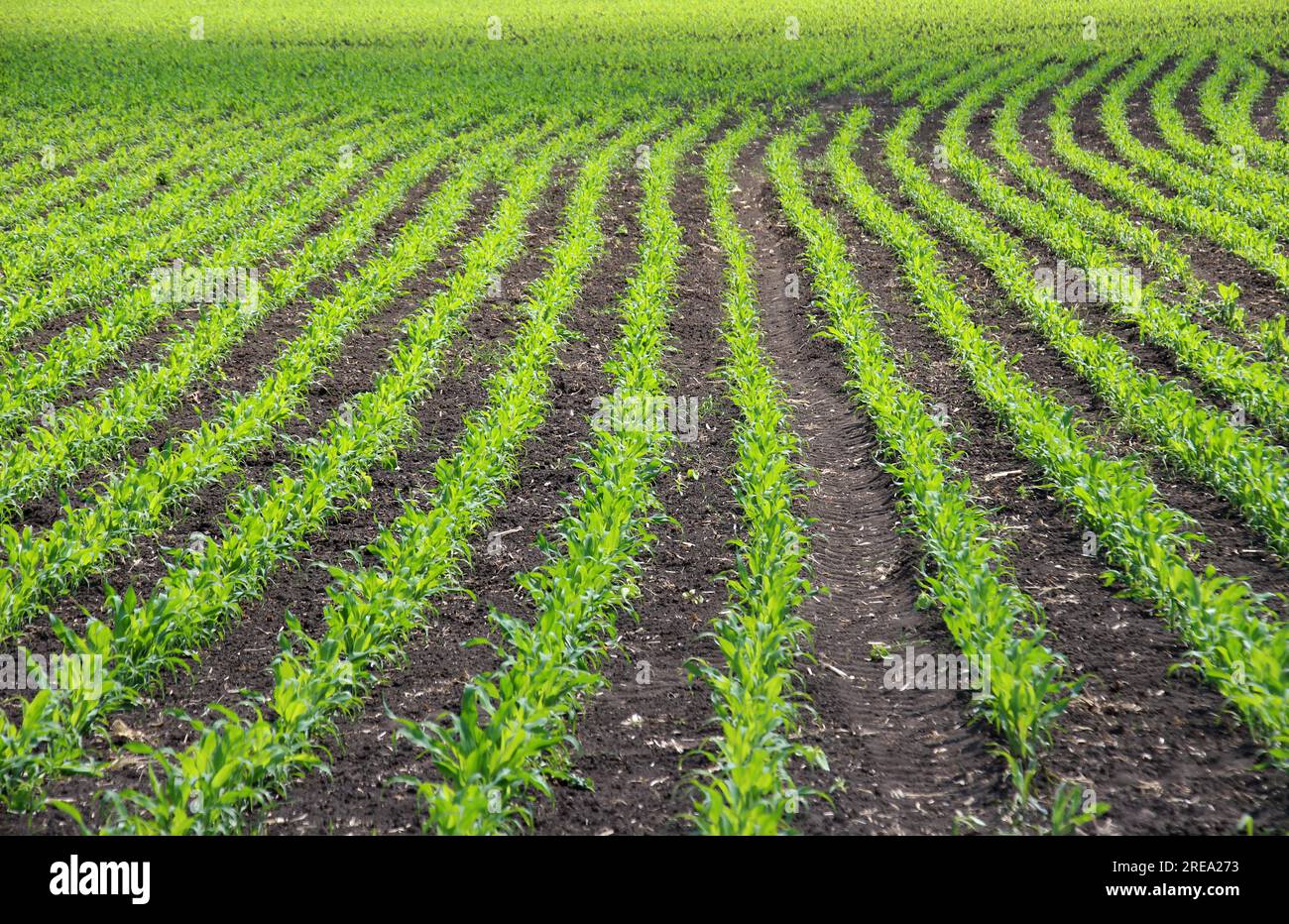 Corn field on farm land hi-res stock photography and images - Alamy