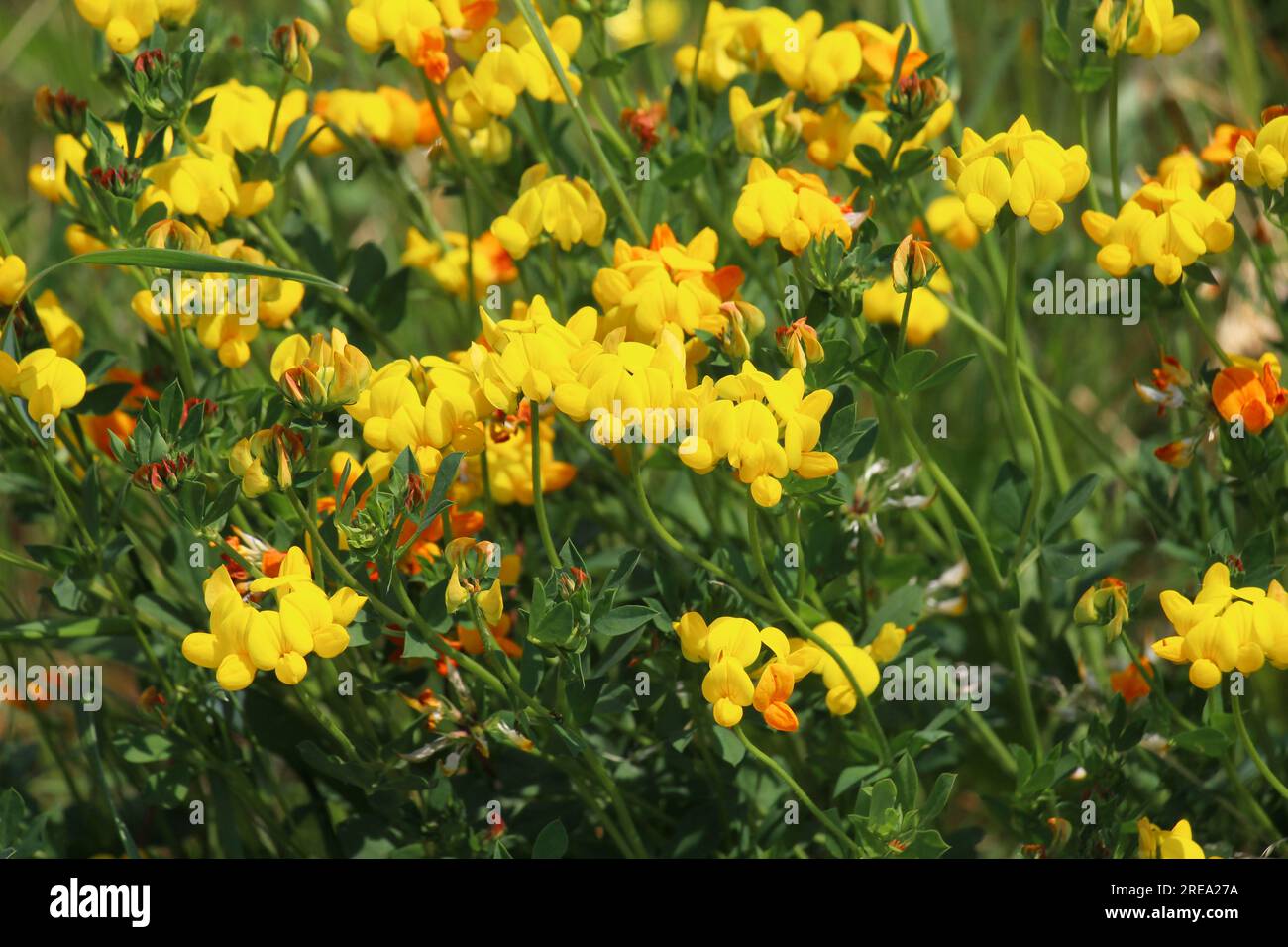 Lotus corniculatus grows in the meadow among wild grasses Stock Photo ...