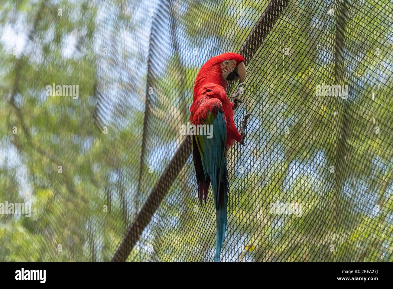 Parrots at tropical forest in natural conditions Stock Photo - Alamy