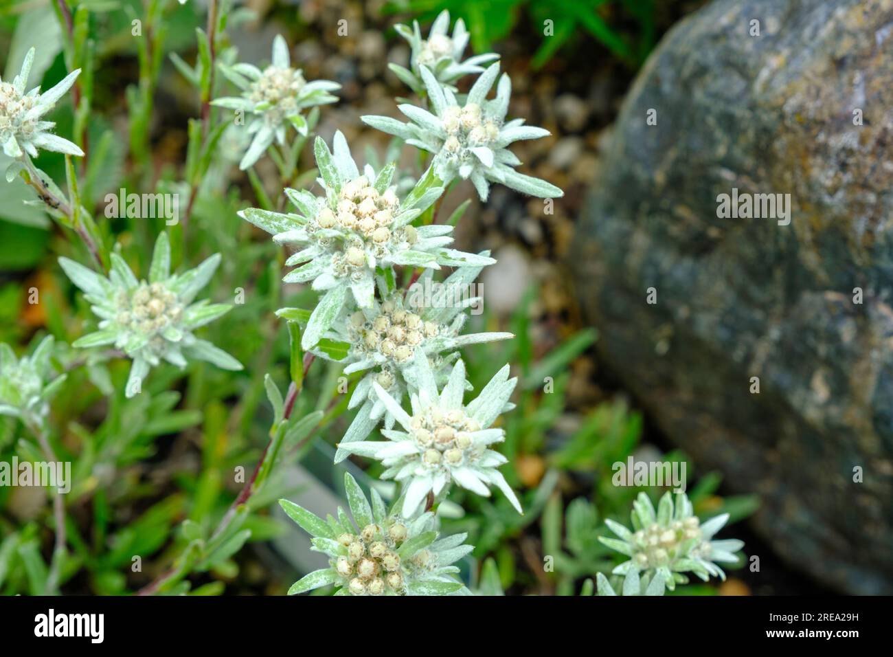 Alpine edelweiss, Leontopodium alpinum, a rare and protected white ...