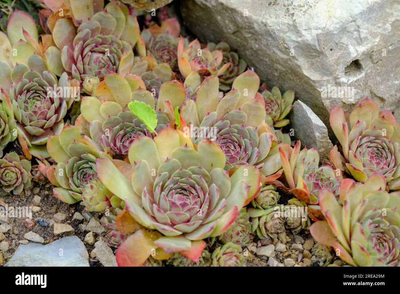 Plants grow between stones. A beautiful decorative plant near the house ...