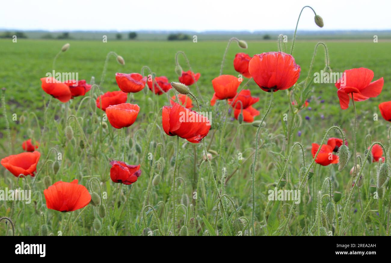 Dead poppy flower hi-res stock photography and images - Alamy