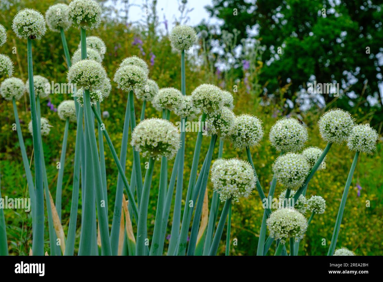 Garlic Plant Flower